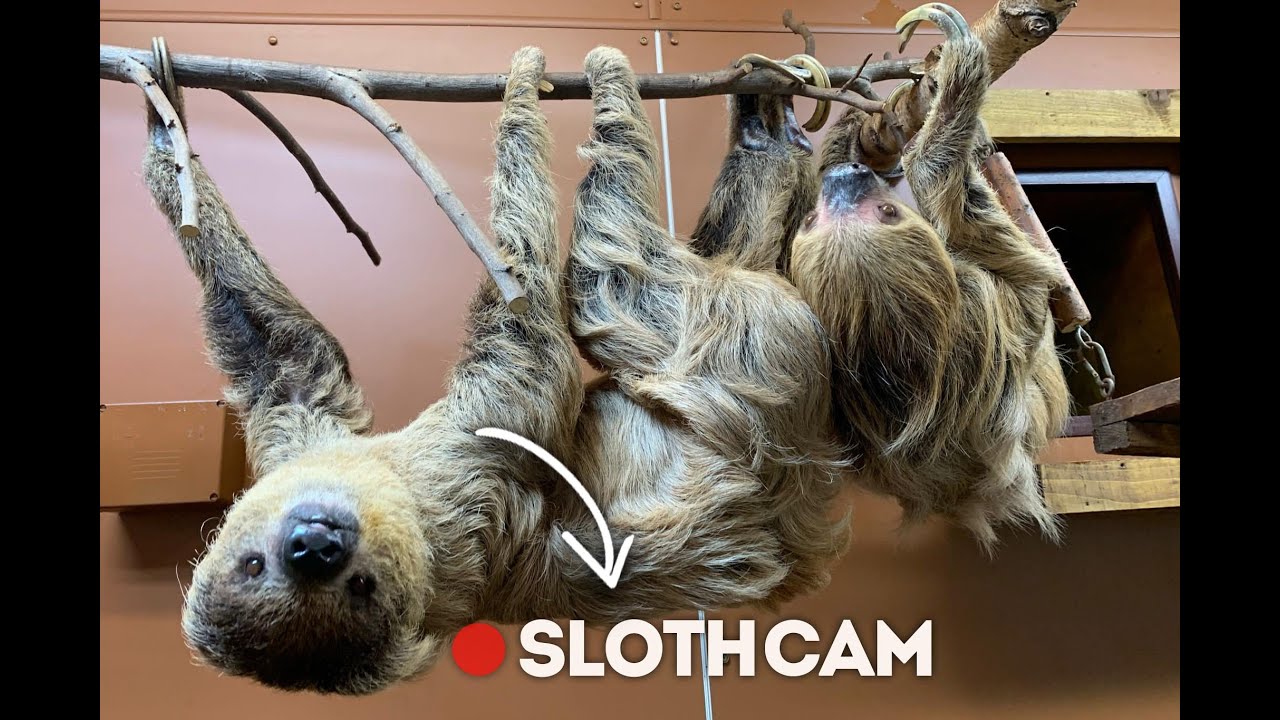 🔴 Sloth Cam Highlights | Animals on CCTV - YouTube
