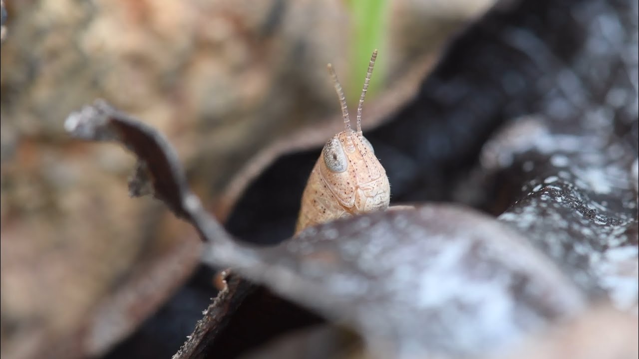 HELLO Grasshopper - YouTube