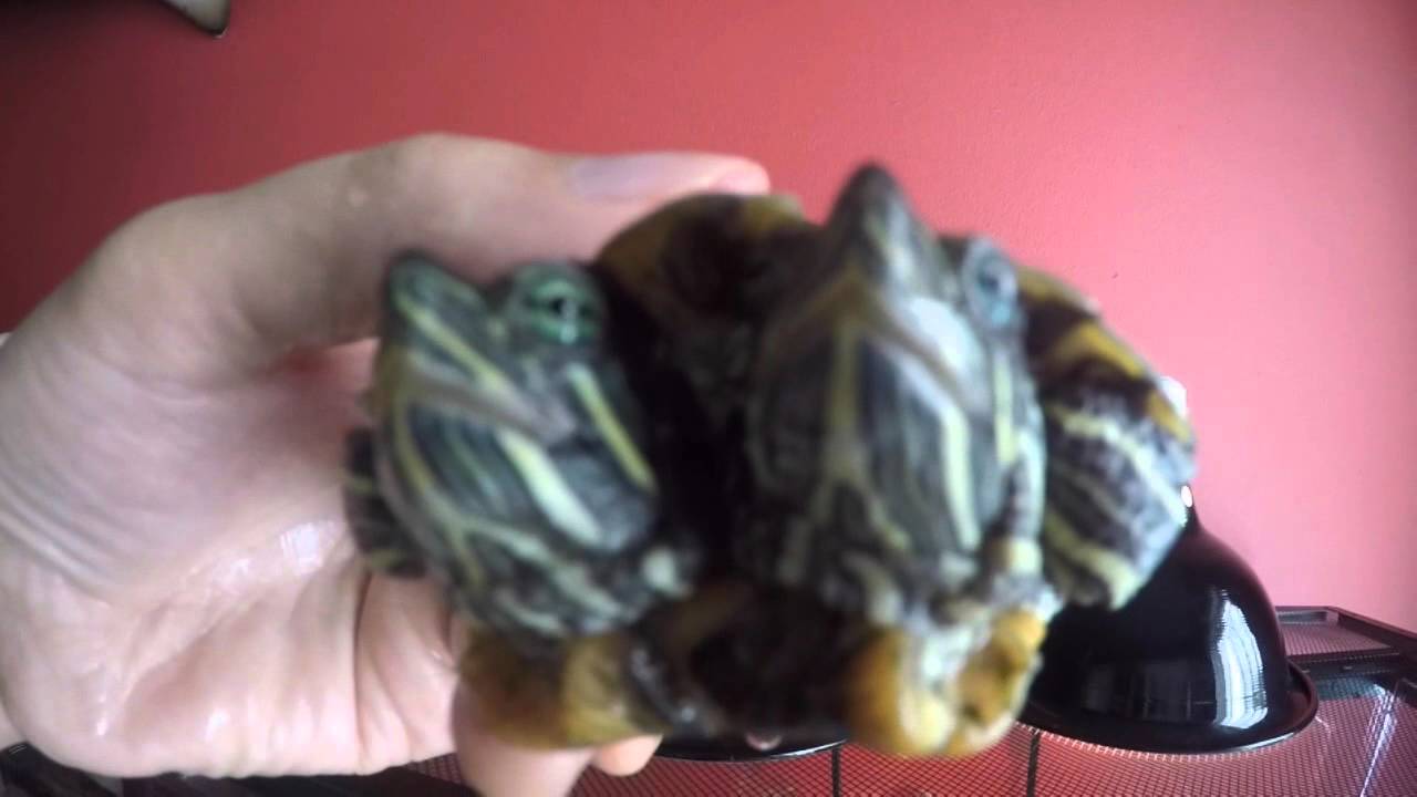 Siamese twin turtle - YouTube