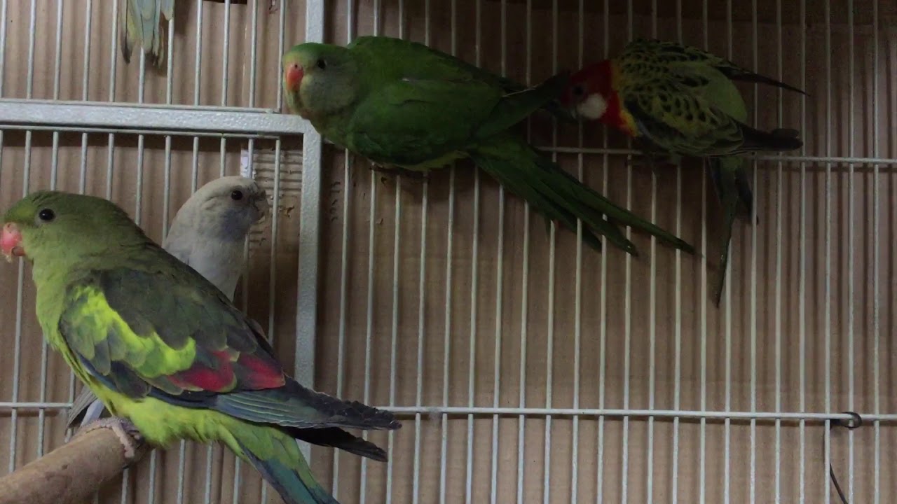 19.12.2017 new birds in quarantine - YouTube