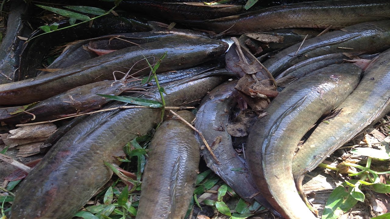 Amazing Bamboo Trap Fishing at Kandal | Traditional Awesome Documentary ...