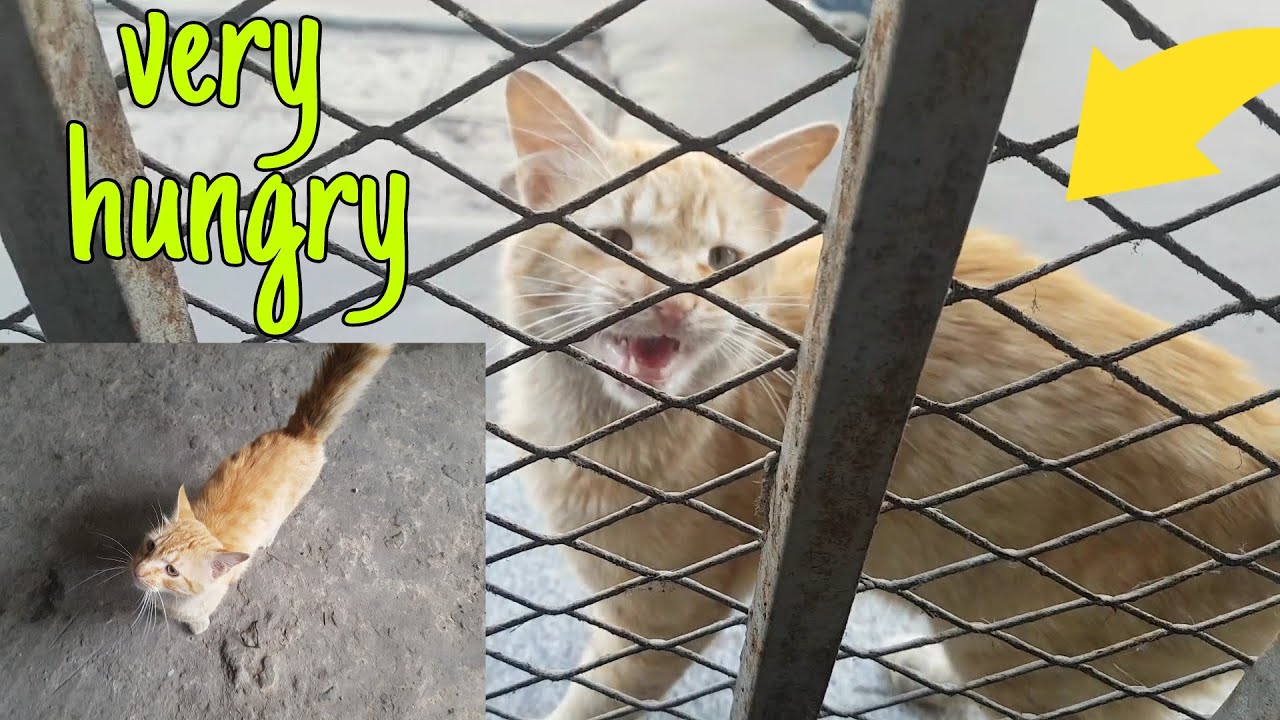 Starving Stray Cat Desperately Seeks Food | Feeding Stray Cats - YouTube