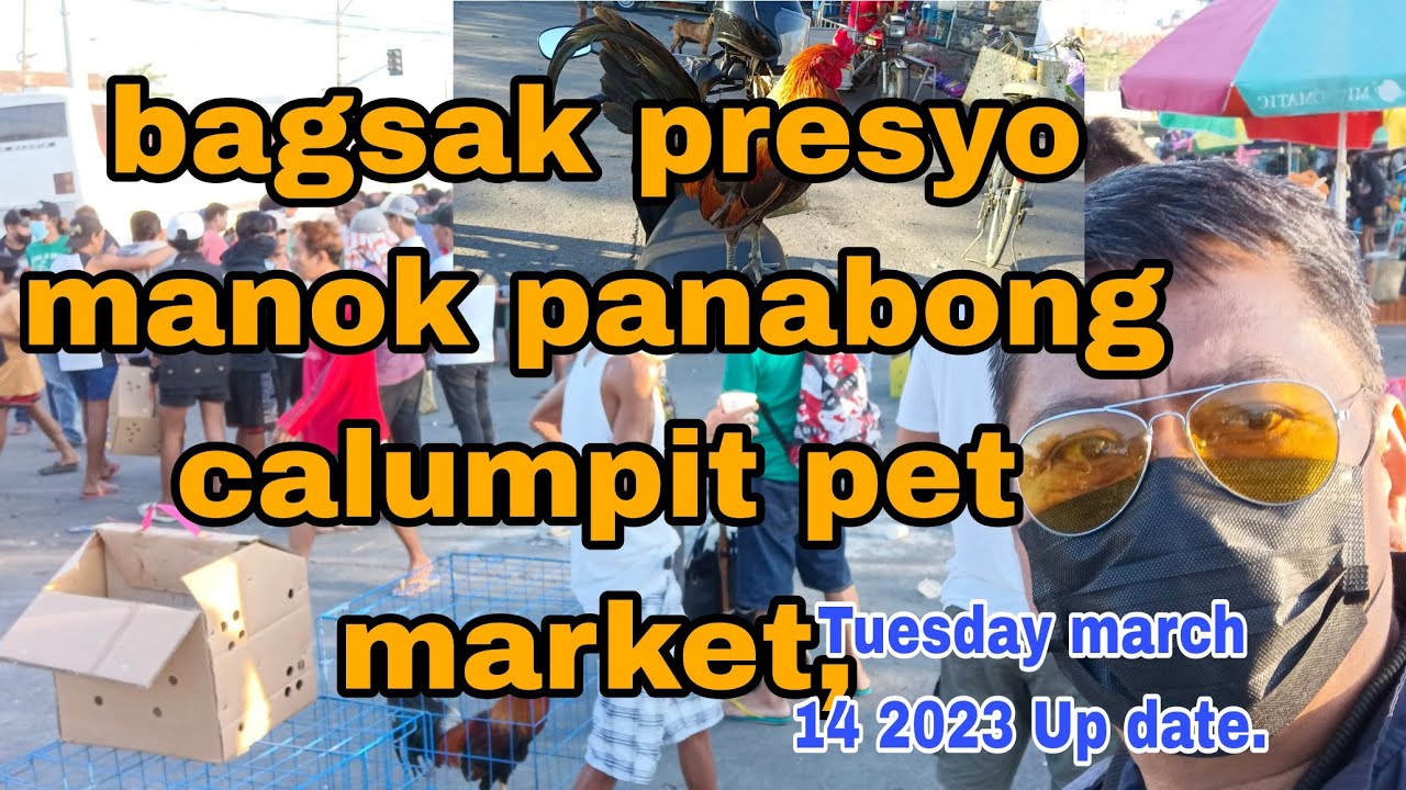 bagsak presyo manok panabong calumpit pet market - YouTube