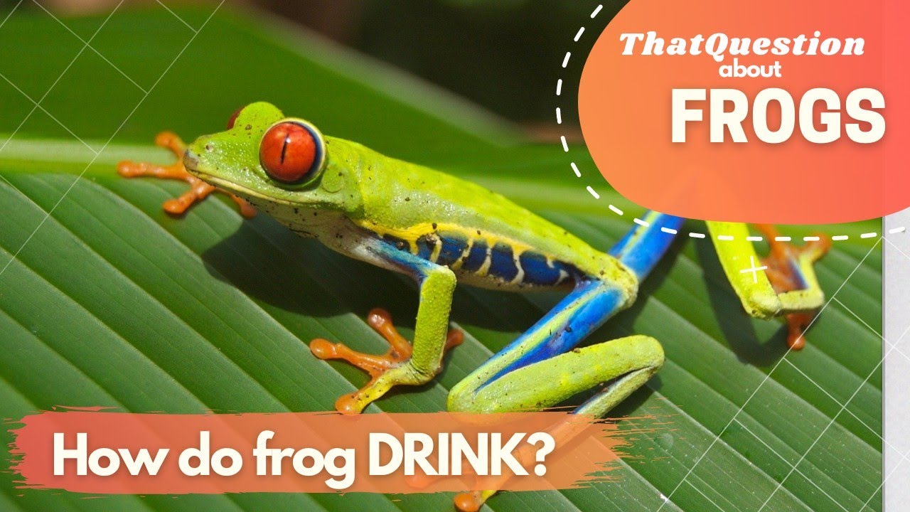 HOW DO FROG SLEEP AND DRINK? |ThatQuestion about FROGS - YouTube