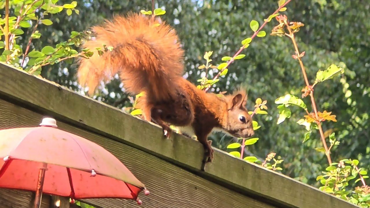 August 15, 2024 - YouTube