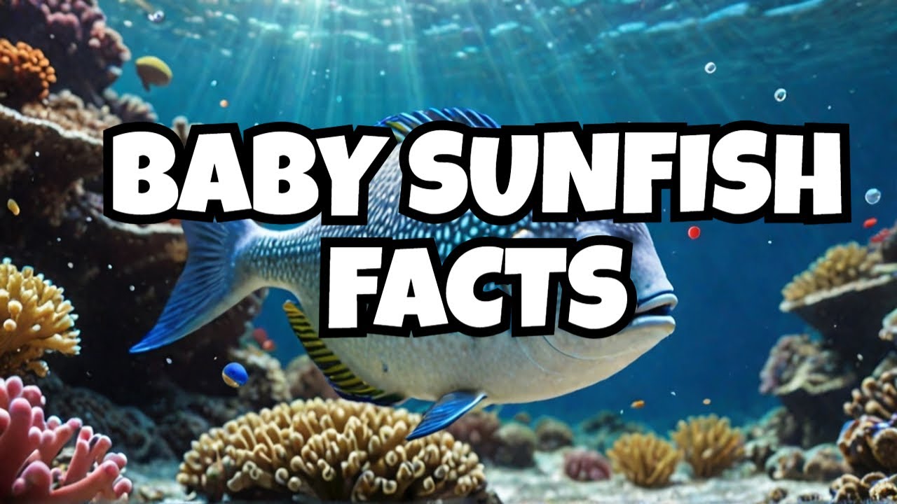 How Sunfish Make Babies So Fast (Explained with FACTS) - YouTube
