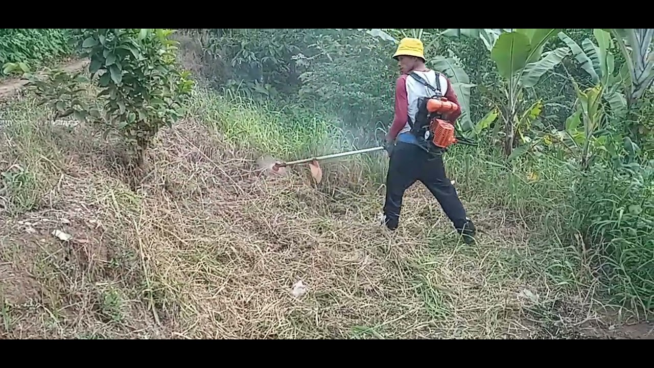 MEMBERSIHKAN RUMPUT TANAMAN CABE RAWET..!! PAKEK MESIN - YouTube