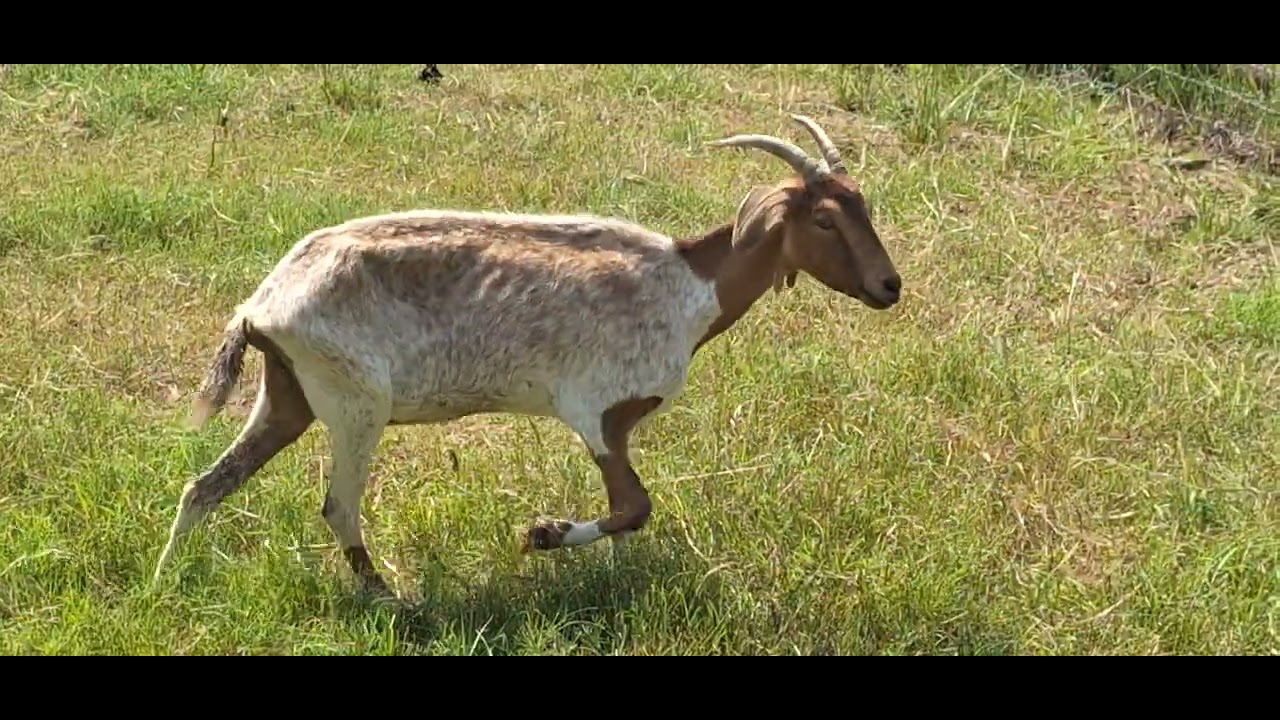 Inside the goat hospital - YouTube