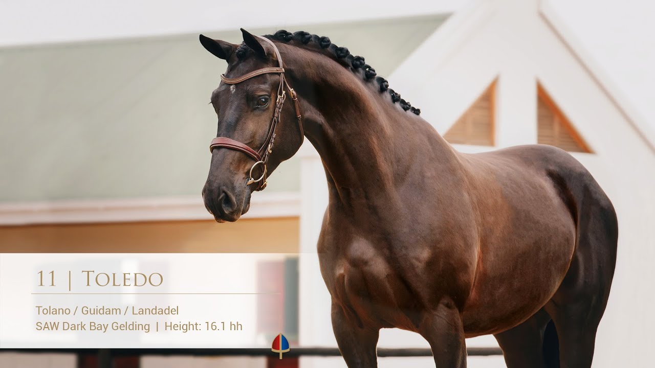 Lot 11 Callaho Toledo (Tolano x Guidam x Landadel) - YouTube