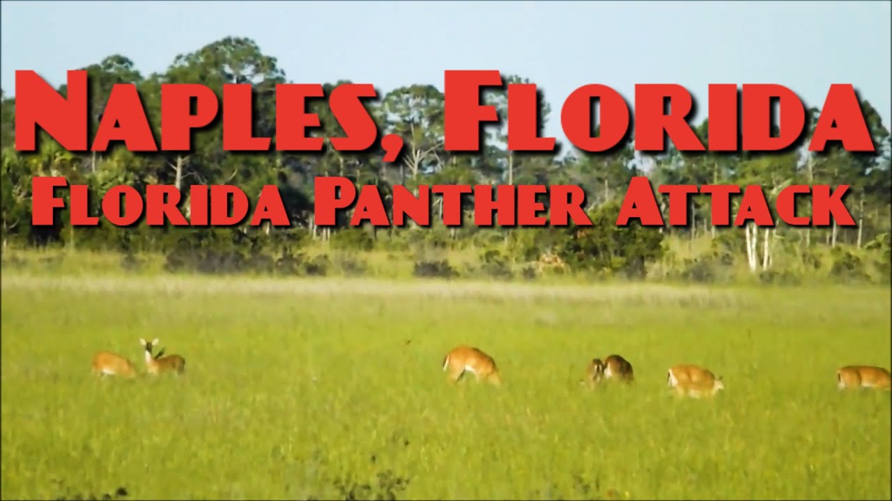 Florida Panther Attack Caught On Camera In Naples, Florida - YouTube
