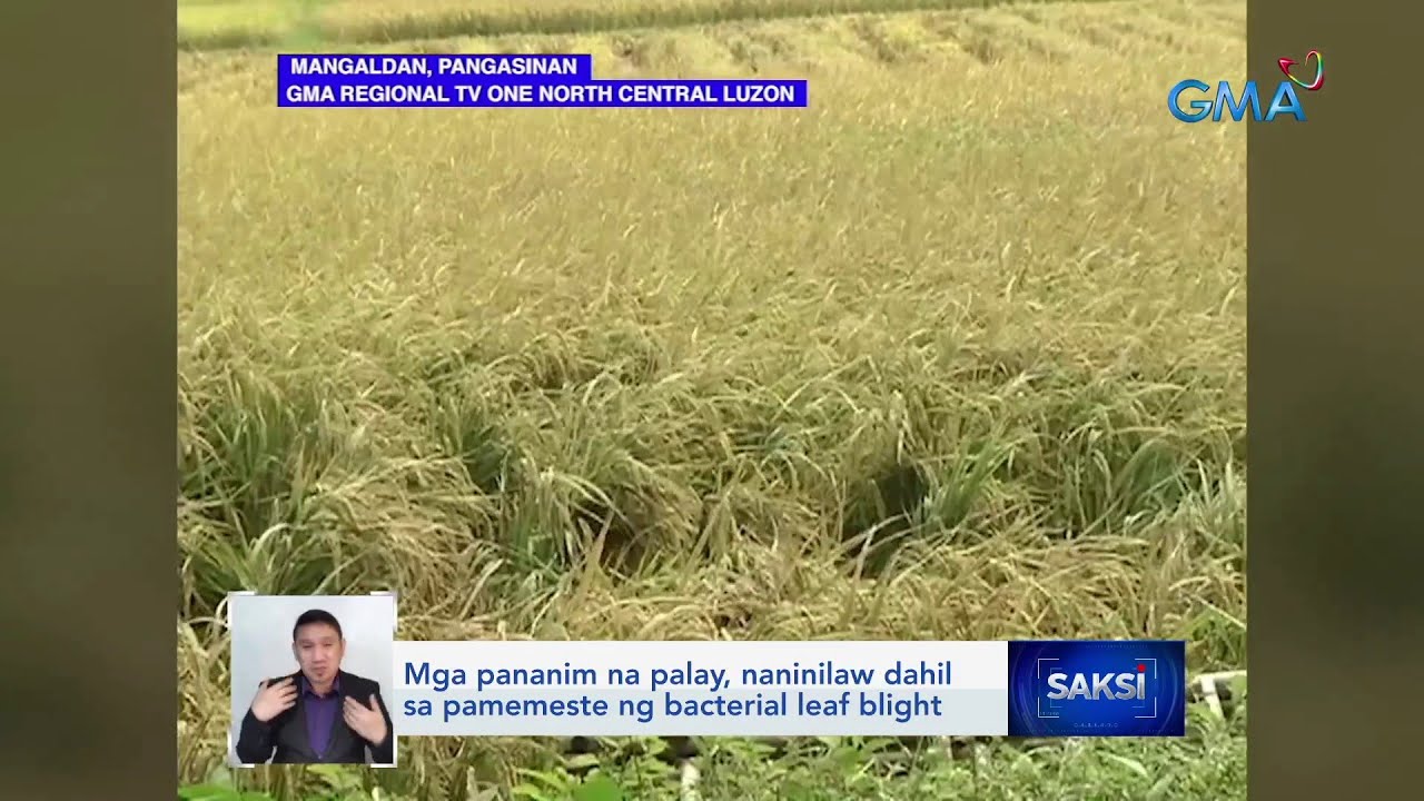 Mga pananim na palay, naninilaw dahil sa pamemeste ng bacterial leaf ...