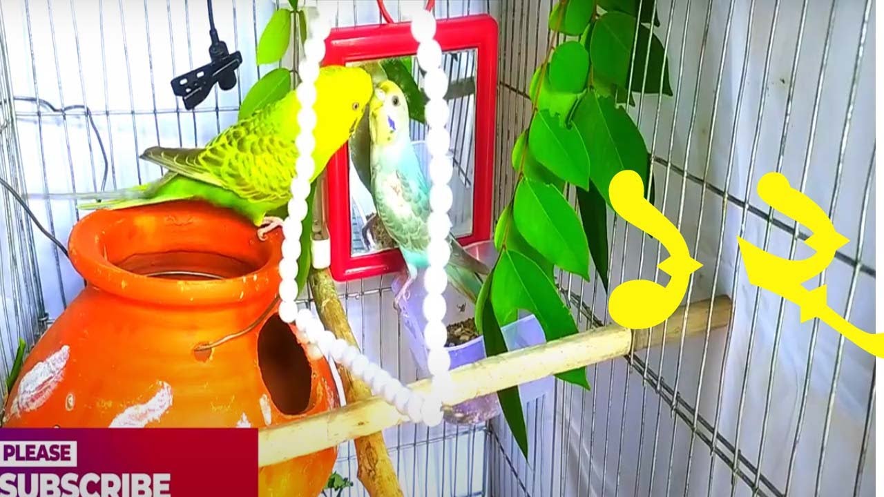 3 Minute Budgie Sounds For Shortly Video Budgies Part 12 Twoleve Youtube