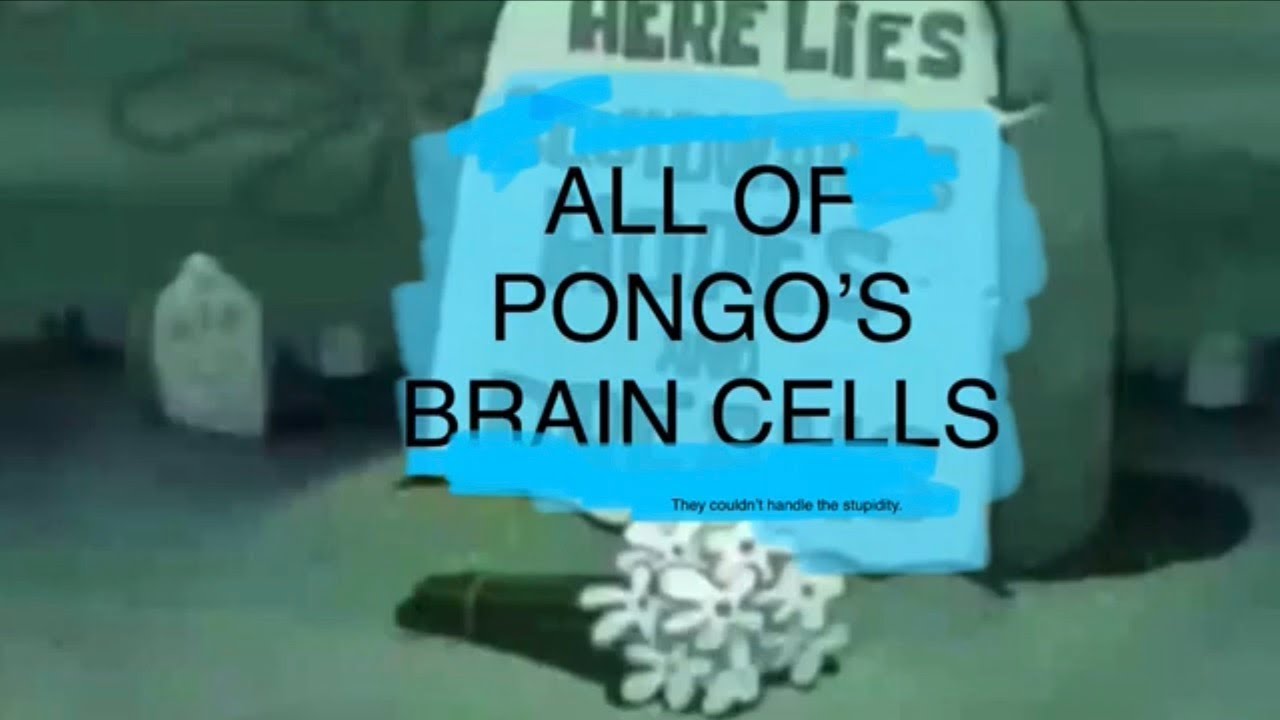 The Daily Stupid 5: Where Did My Brain Cells Go? - YouTube