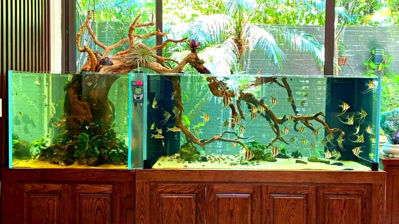 Beautiful Angelfish Tank | The Best World of Angelfish Aquarium - YouTube