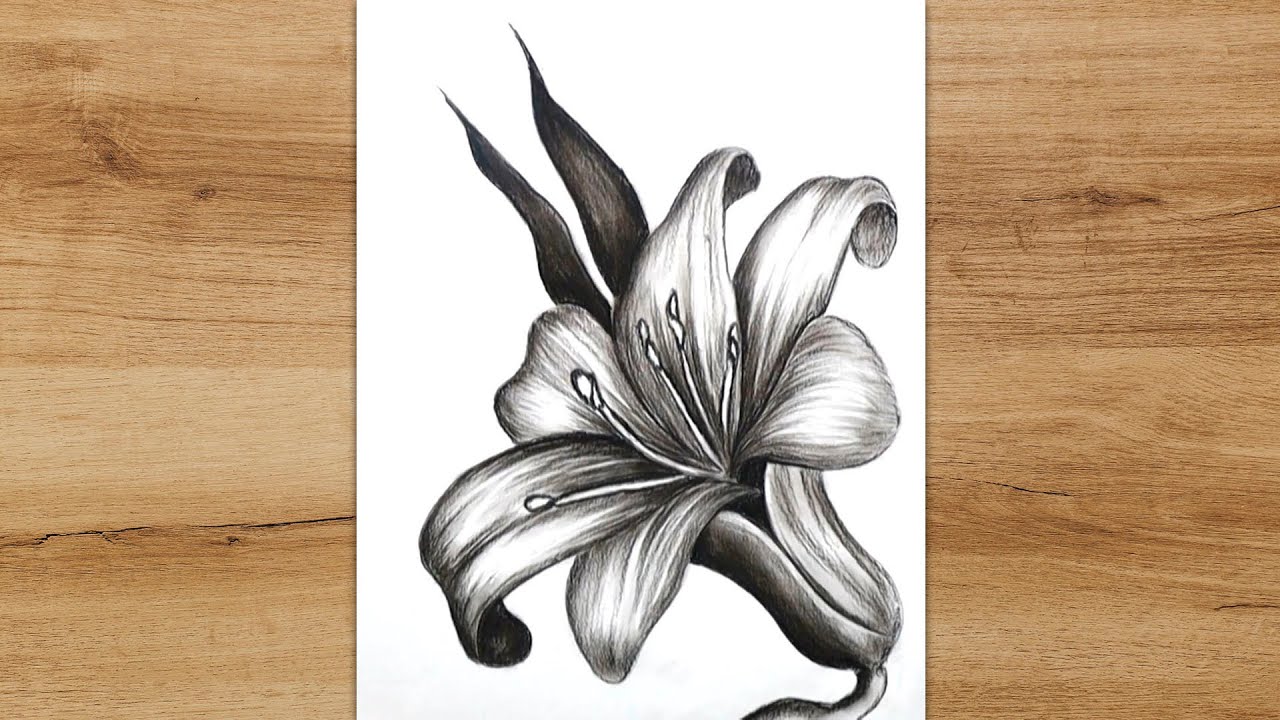 How to Draw a Lily Flower with Pencil | Nature Flower Sketch - YouTube