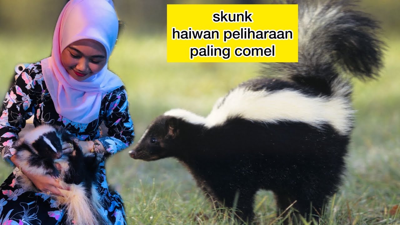 skunk species haiwan dari german yang paling comel dan cute.. - YouTube