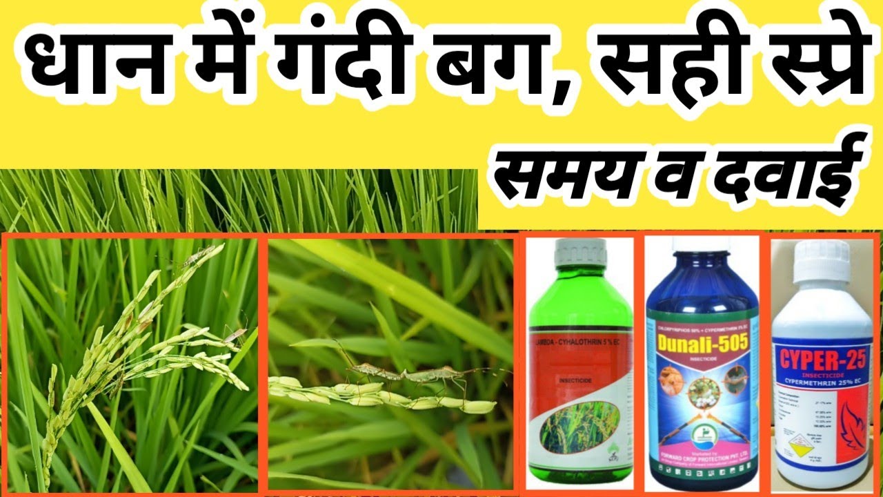 धान में गंदी बग के लिए सही स्प्रे ||dhan me Gandhi bug ke liye apray ...