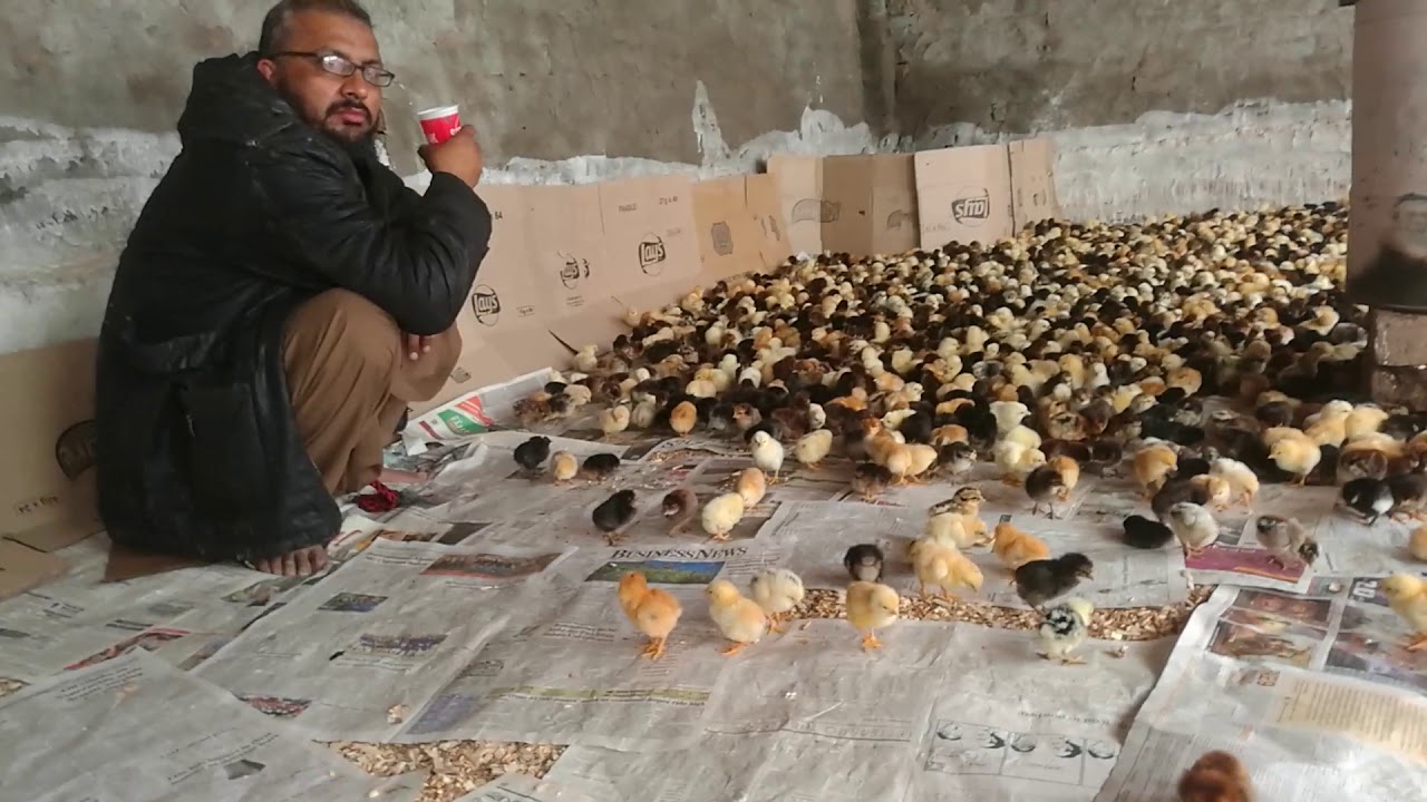 1 of my golden misri chicks poultry video - YouTube