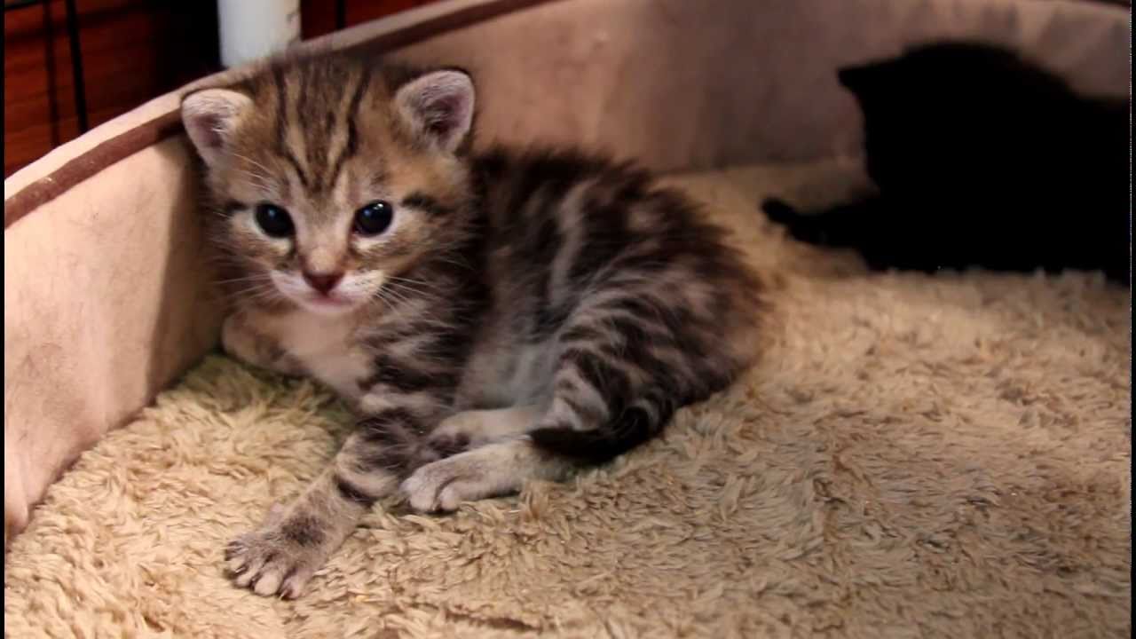 Little kitten discovers I HAZ A PAW! - YouTube