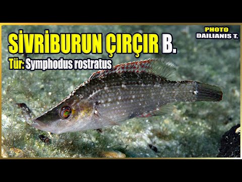 Sivriburun Çırçır Balığı Hakkında Bilgi | Symphodus rostratus | Akdeniz Balıkları