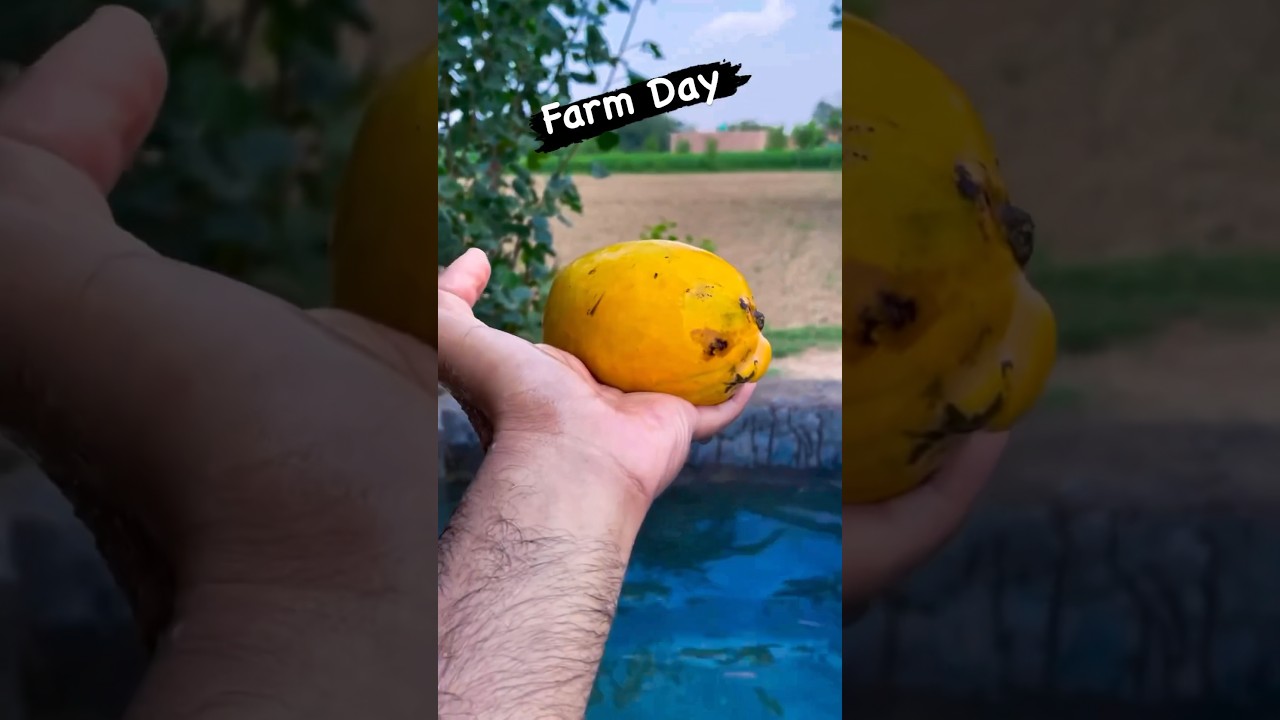 Have a sweet mango year!💕 #poolparty#poolside #pooltime #zain # ...