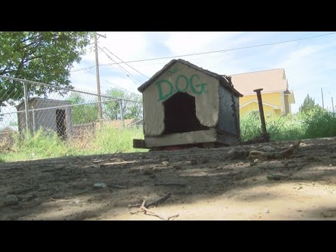 Pit-bulls kill pet, woman cited for firing gun to scare them off