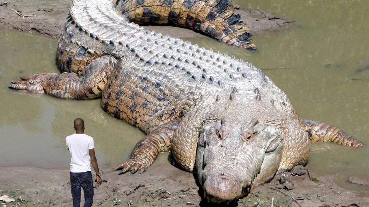 Largest Reptiles and Amphibians in the World - YouTube
