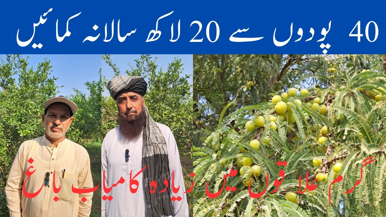 40 podo say 20 lakh salana kamyaion | best expensive fruit in Punjab ...