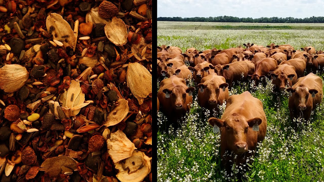 How to Design a Diverse Native Grassland Mix - YouTube