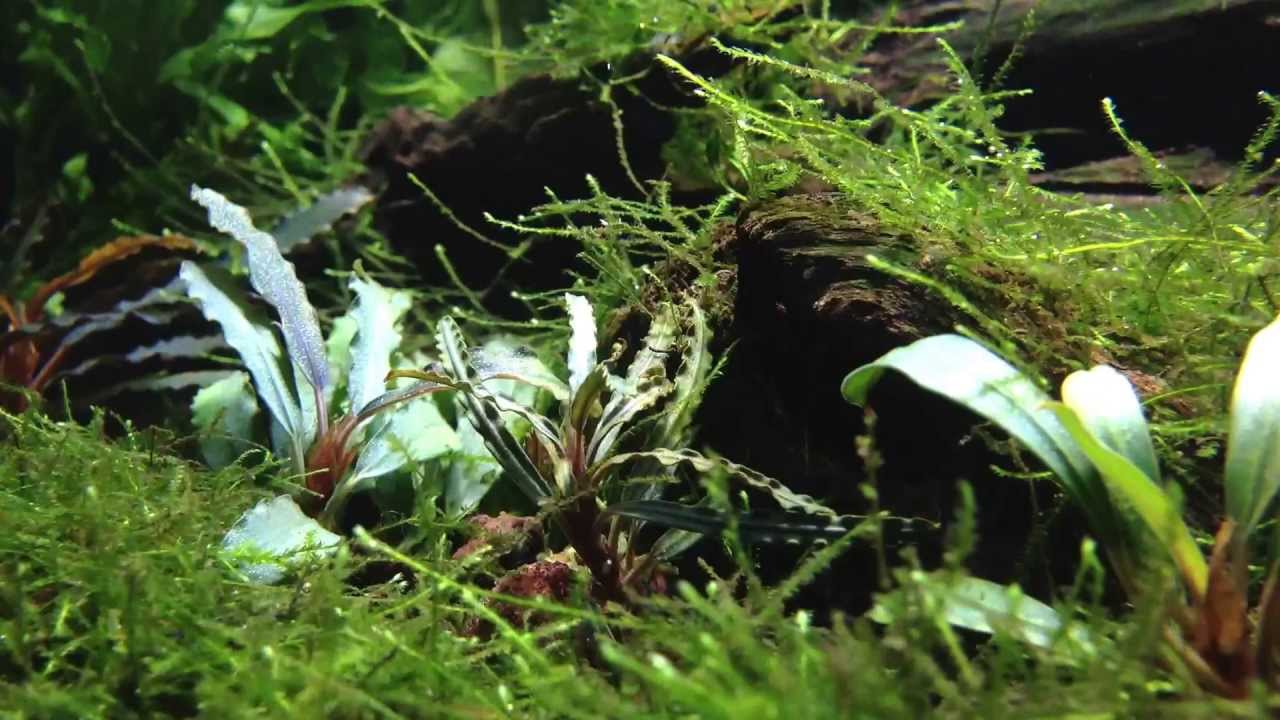 Bucephalandra Velvet 4 pearling - YouTube