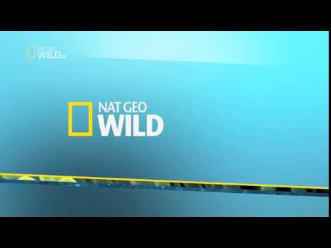 NAT GEO WILD short logo 2015 - HD - YouTube