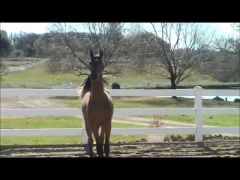 (SOLD)Champion  Half Arabian Gelding For Sale PS Huk Me Up