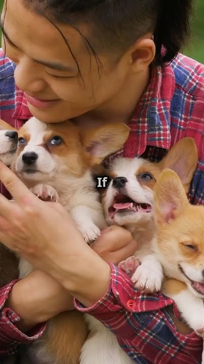 Adorable Corgis Doing Funny Things! - YouTube