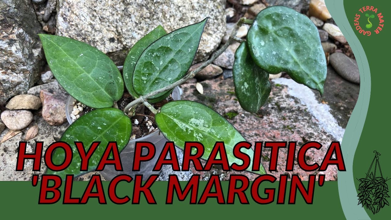 HOYA PARASITICA 'BLACK MARGIN' Information & Growing Tips! - YouTube