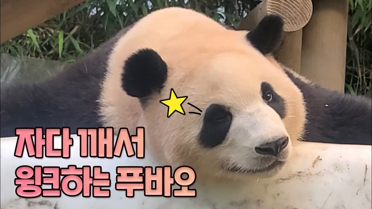 낮잠 자는 푸바오 생중계하는 강바오 Wink Panda Fubao - YouTube