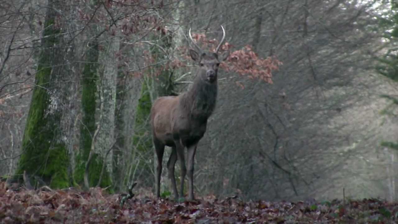 Daguets(jeunes cerfs) et sangliers . - YouTube