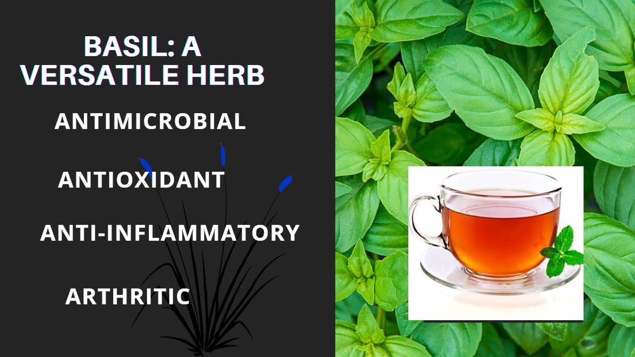 Basil: A Versatile Herb for Cooking and Healing - YouTube