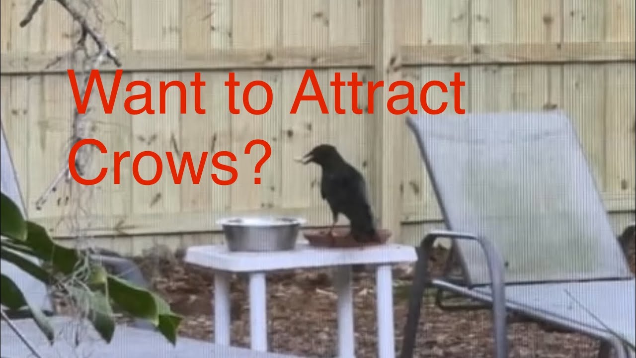 How to Attract Crows - YouTube