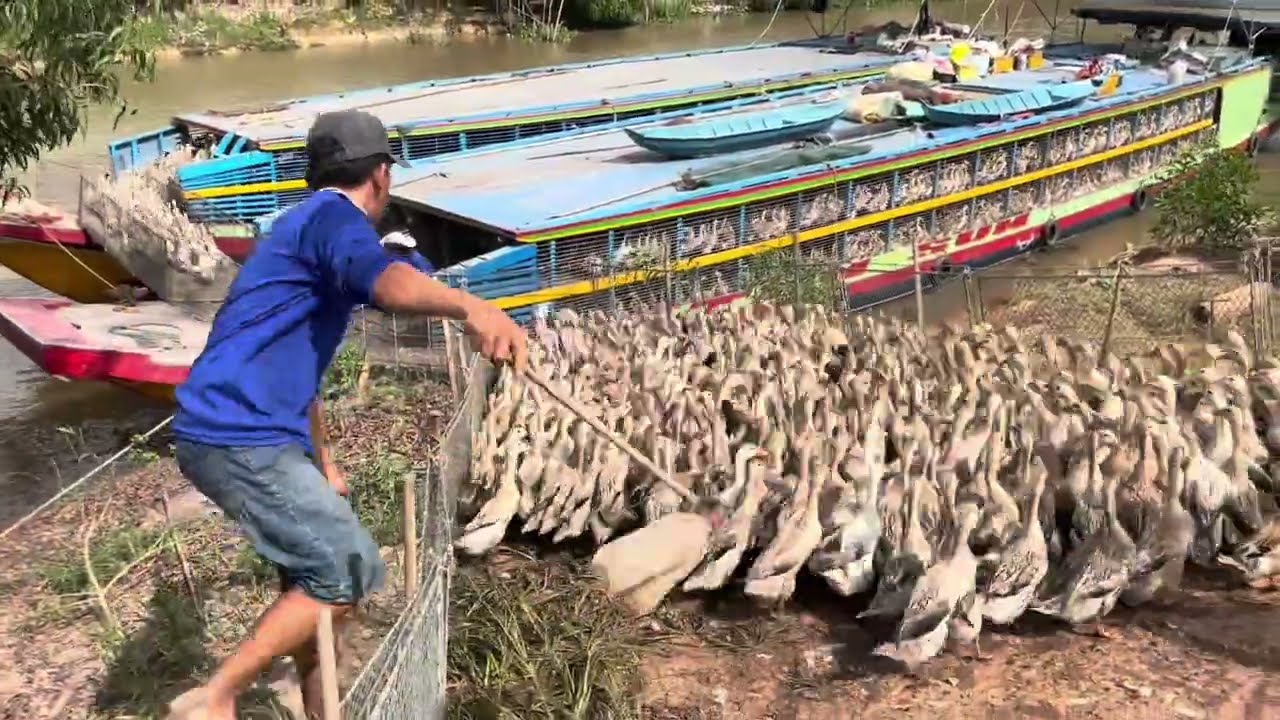 Full Video: Close-Up of Duckling Migration by Boat Through Vast Fields ...