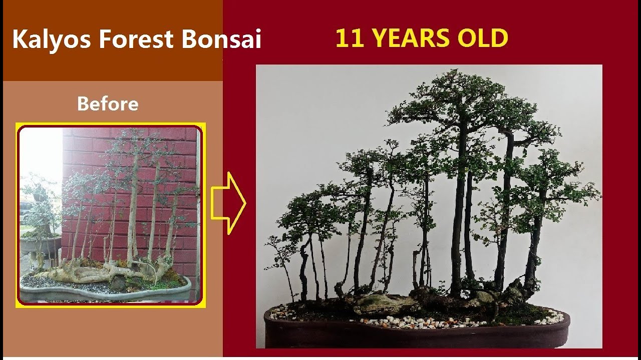 Bonsai Kalyos Forest #WELLbonsaicollection - YouTube