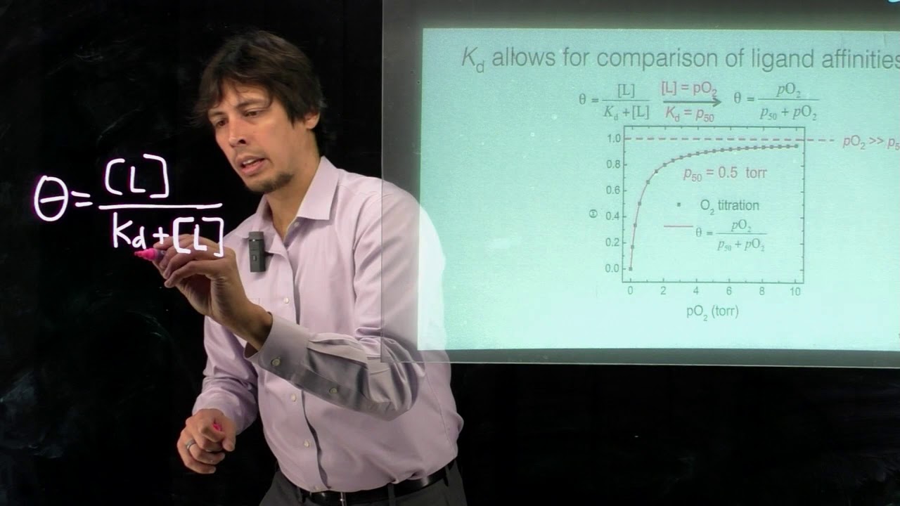 Topic 6.9 - The hyperbolic equation for ligand binding - YouTube