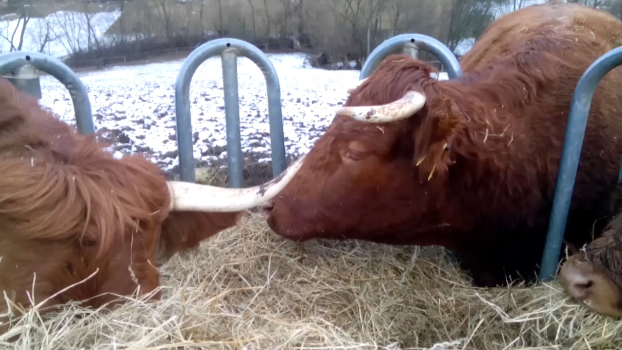Krava kradne seno, druhej krave (Cow stealing hay, other cows) - YouTube