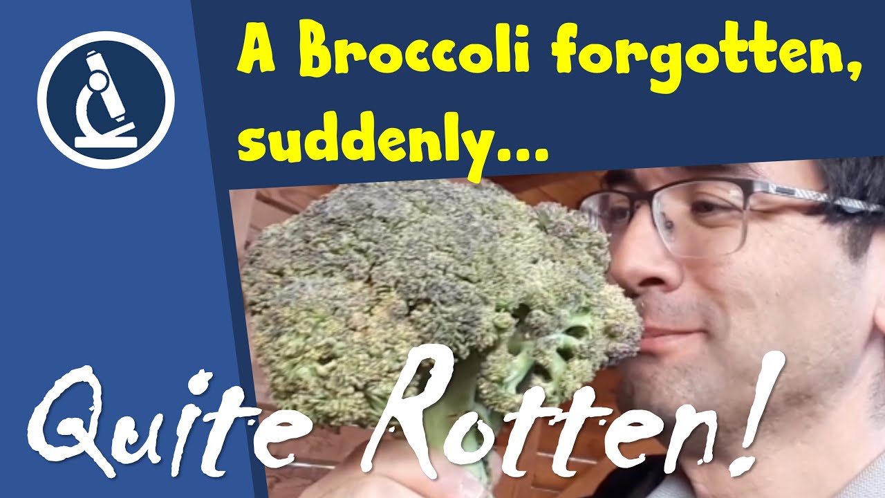 🔬 084 - How to identify FUNGUS on food (such as Broccoli) | Microscopy ...