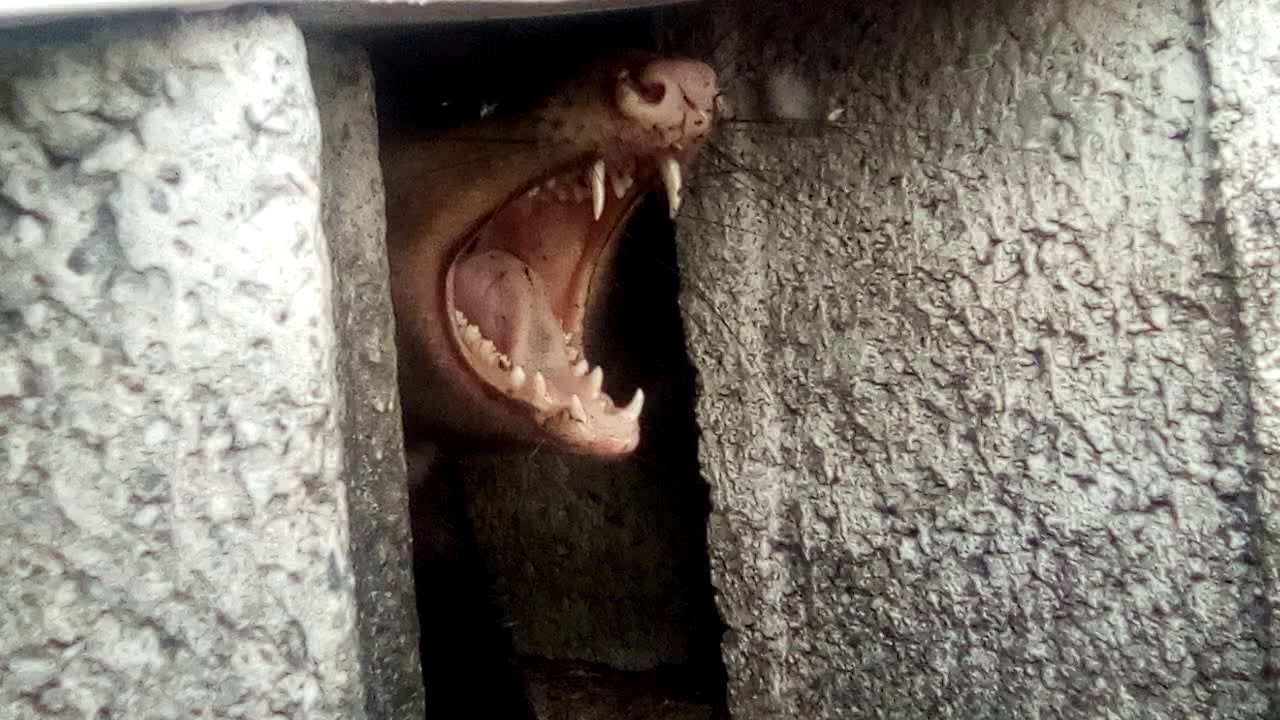 Olha gente como o saruê é bravo 😱😱😱😱😱 - YouTube