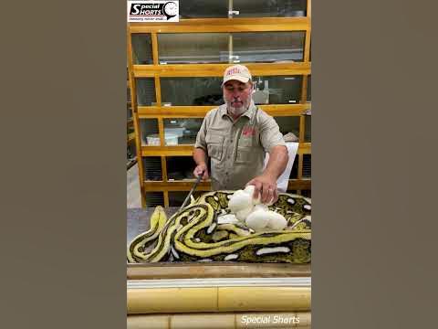 Zookeeper Gets Bitten In The Face By A Huge Python,Terrifying Moment ...