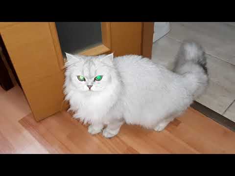 Chinchilla Kedi, eve yabancı kedi getirdik. Silver Chinchilla Cat, we brought a stranger cat to home