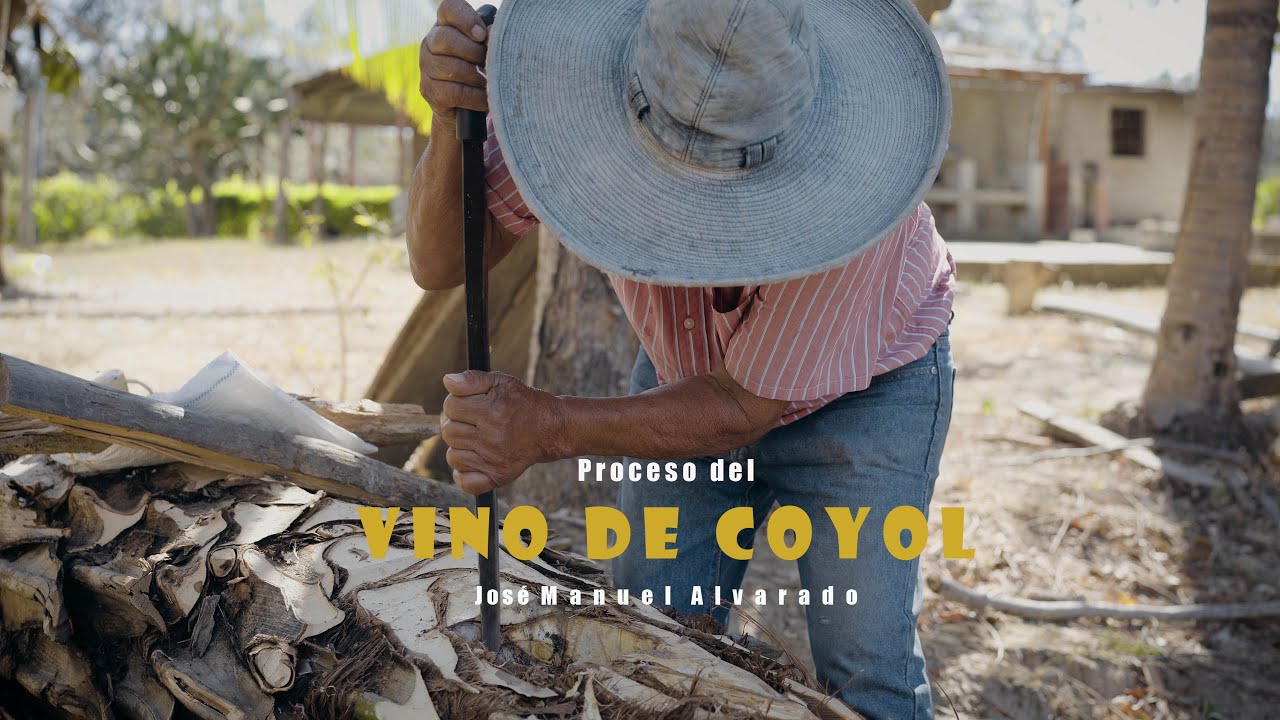 Proceso del Vino de Coyol (José Manuel Alvarado) - YouTube