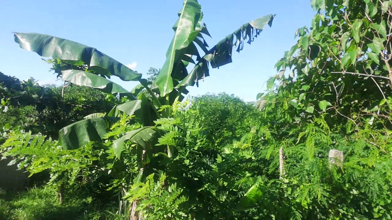 Tabing Kalsada 1.5 Hectares DRT Farm Lot RIGHTs Only - YouTube