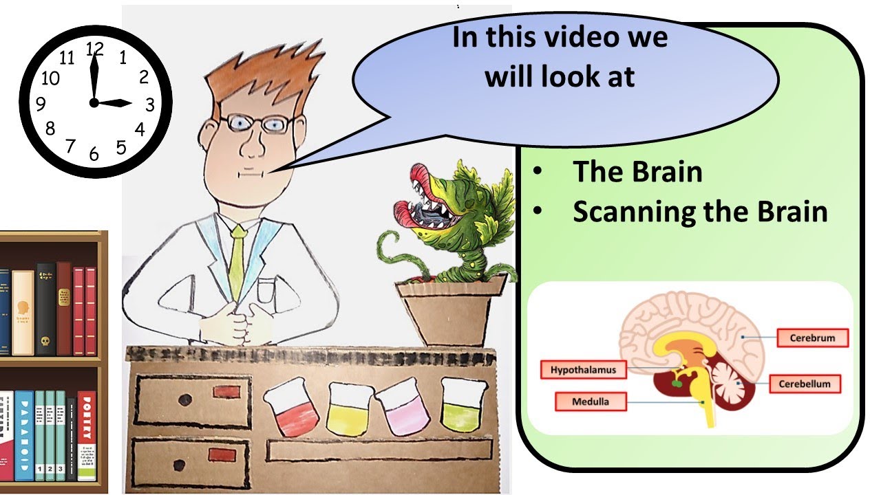 GCSE Biology The Brain Revision - YouTube