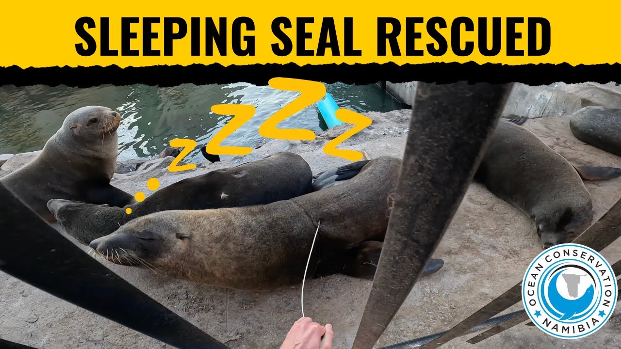 Sleeping Seal Rescued - YouTube